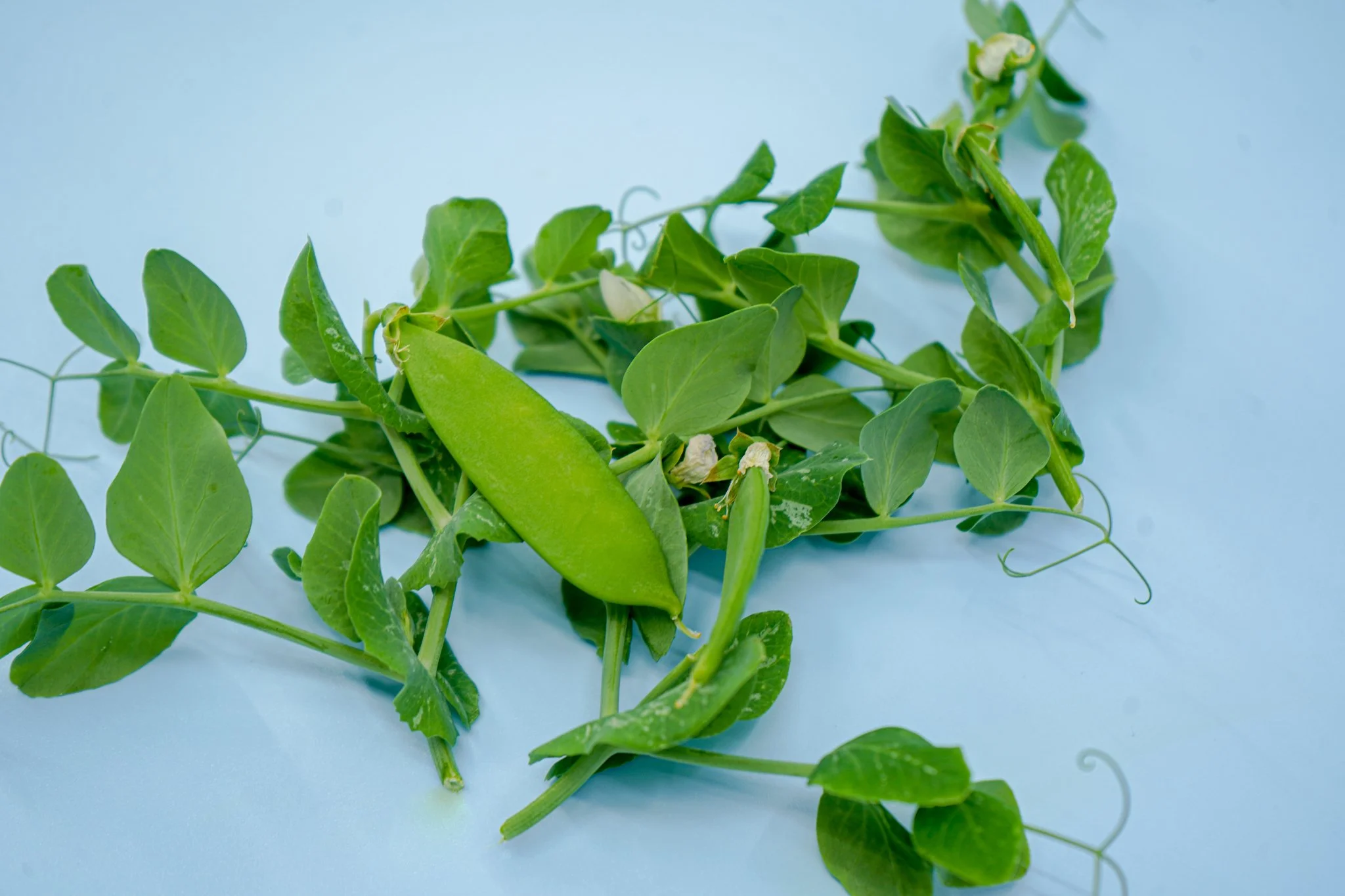 Tendrils — Area 2 Farms