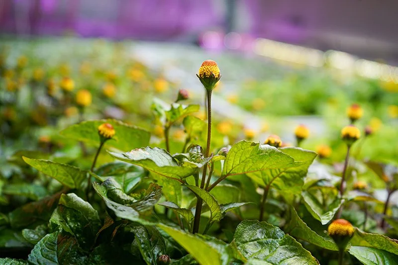 Nature's Pop Rocks - Buzz Buttons — Area 2 Farms