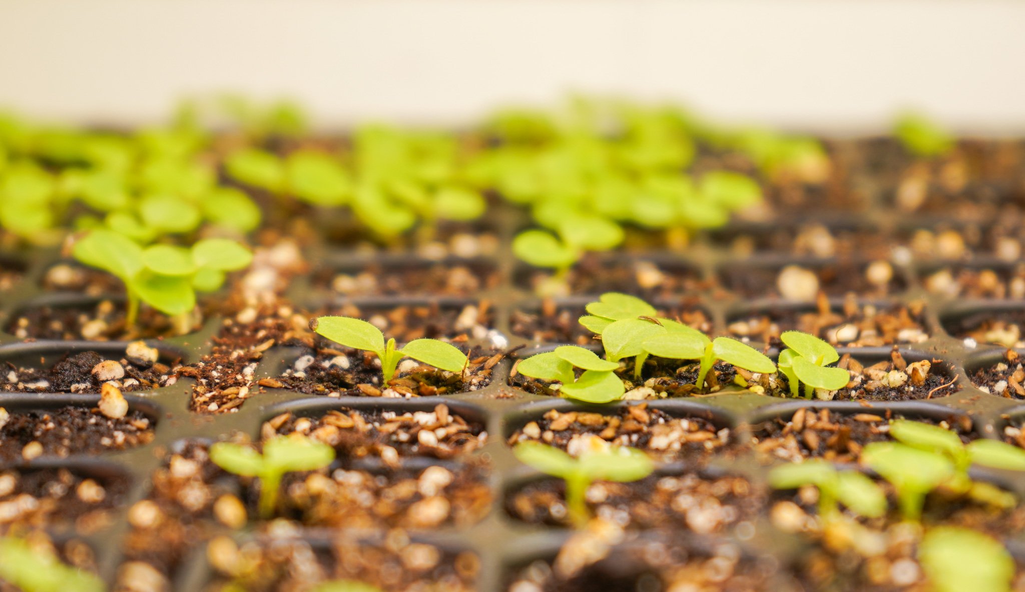 Monocots vs. Dicots: A Botanical Distinction Explored — Area 2 Farms Monocots vs. Dicots: A Botanical Distinction Explored — Area 2 Farms