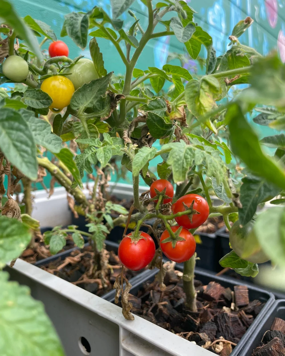 Indeterminate v. Determinate — Area 2 Farms