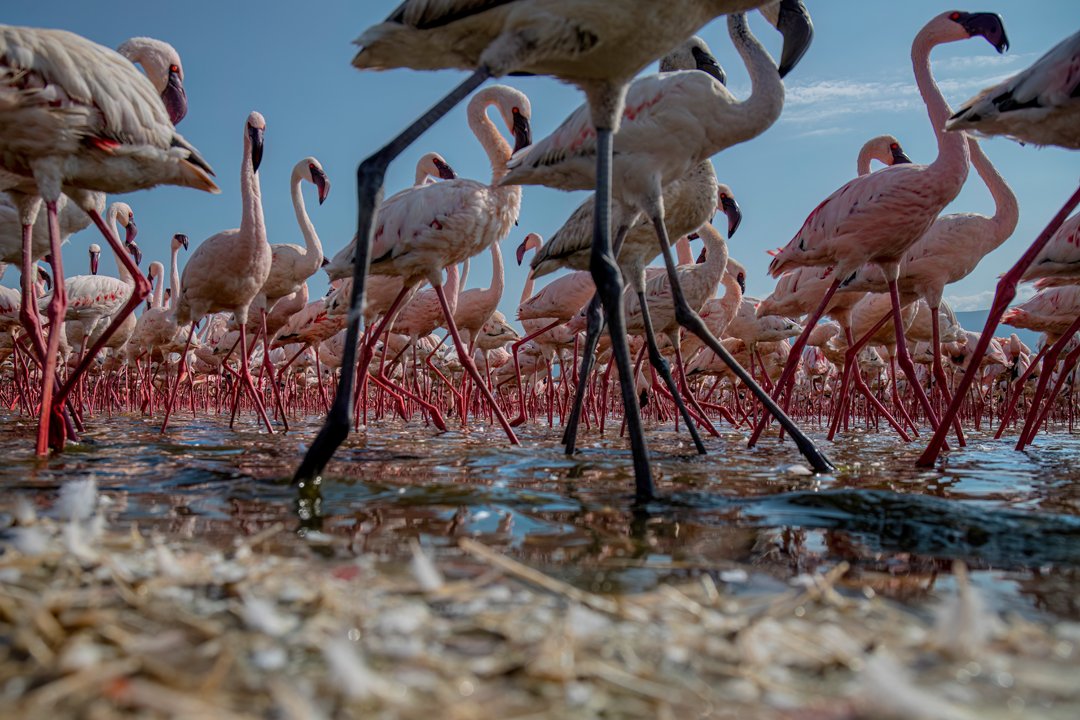 Paul McDougall - Capturing Moments in Wildlife Photography — Hamilton ...