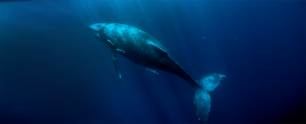 Whale Strandings — NYOWA