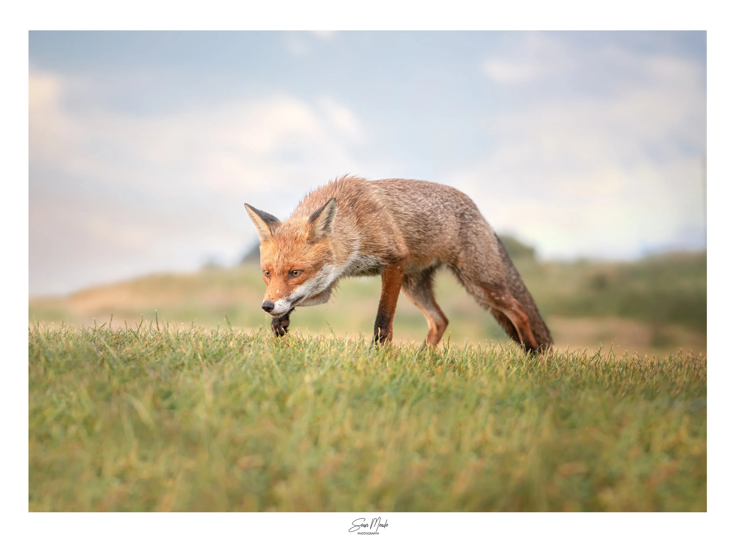Gallery — Sean Meade