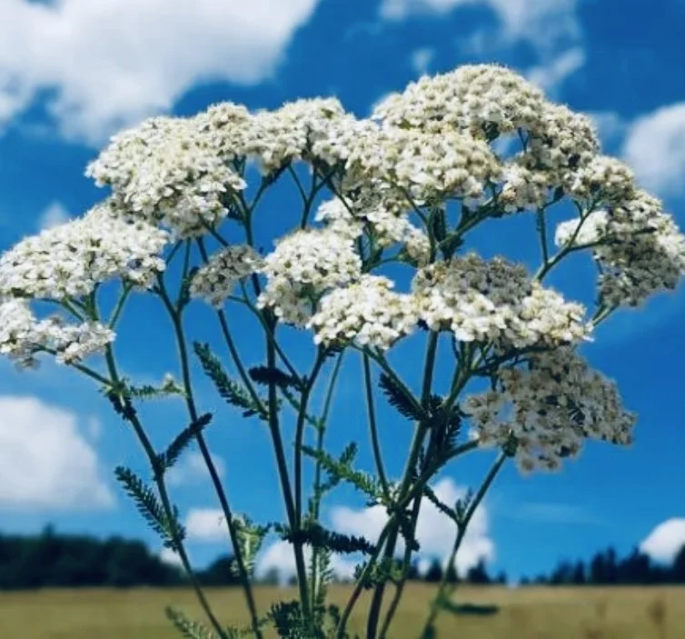 The Natural Power of Yarrow — Campo JacOff-grid, sustainable lifestyle ...