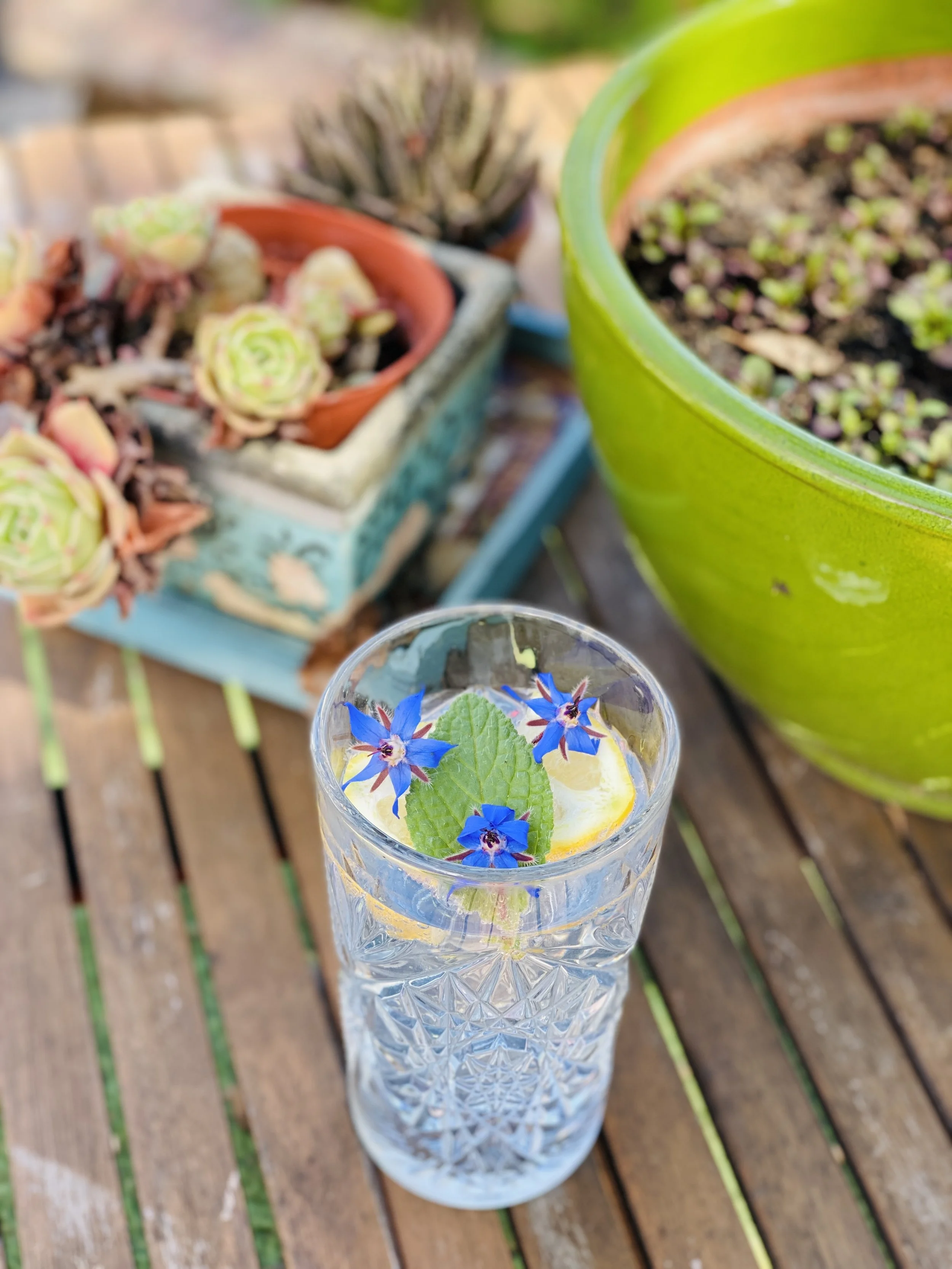 The amazing benefits of Borage. Not just bee food. — Campo JacOff-grid ...