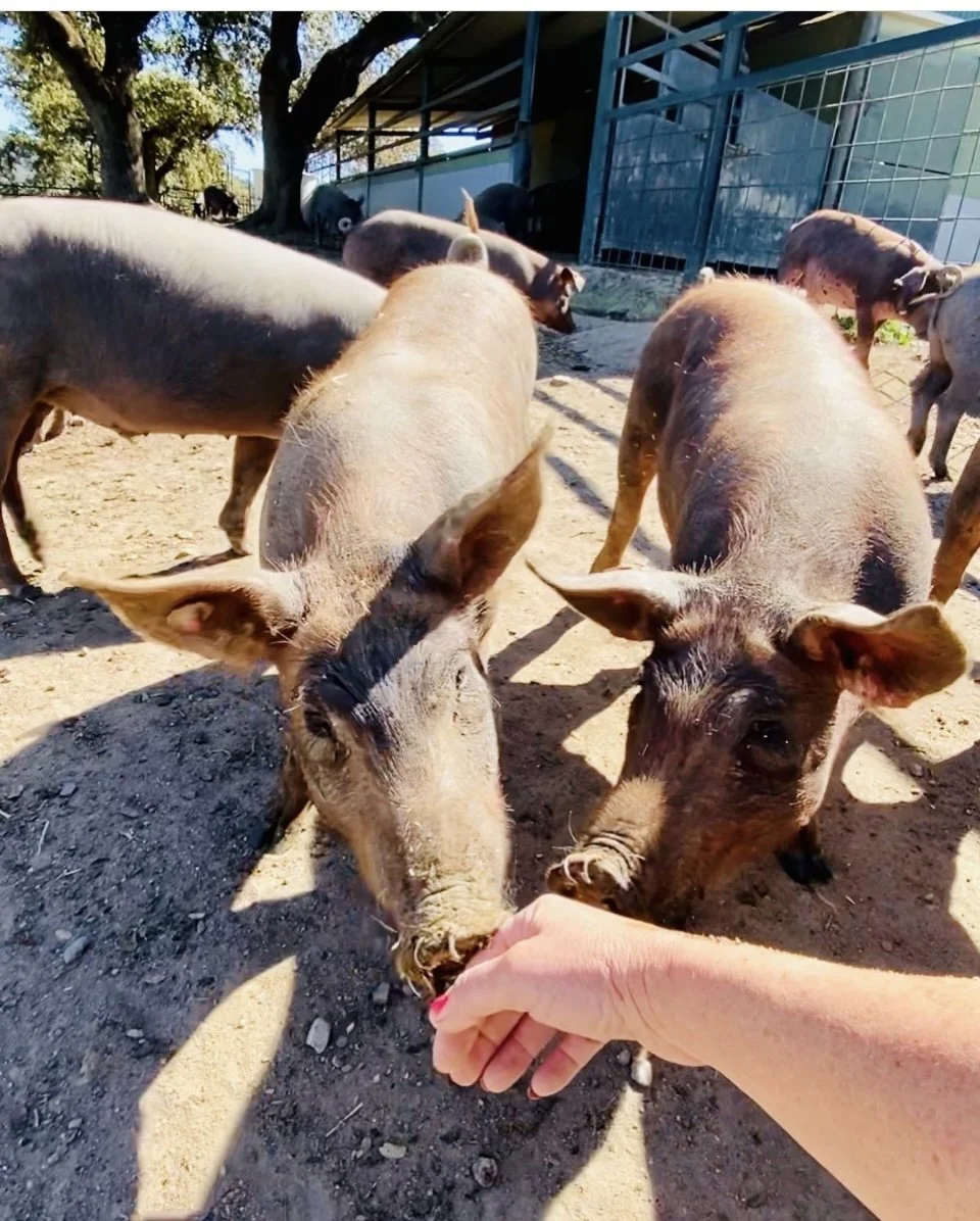 Everything you need to know to select the best Iberico Jamon and why ...