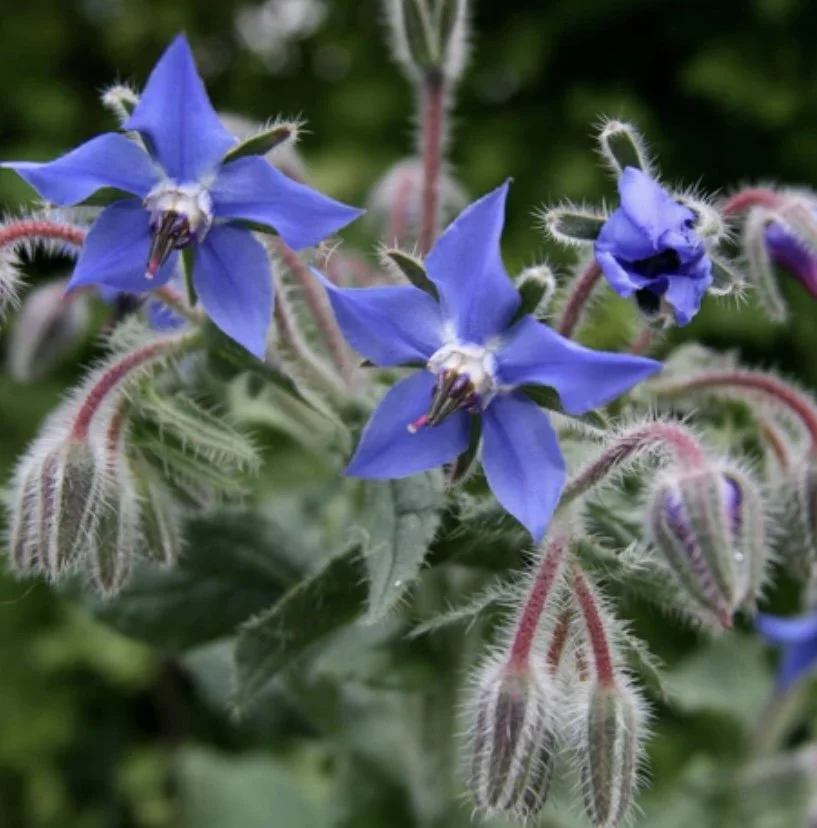 The amazing benefits of Borage. Not just bee food. — Campo JacOff-grid ...
