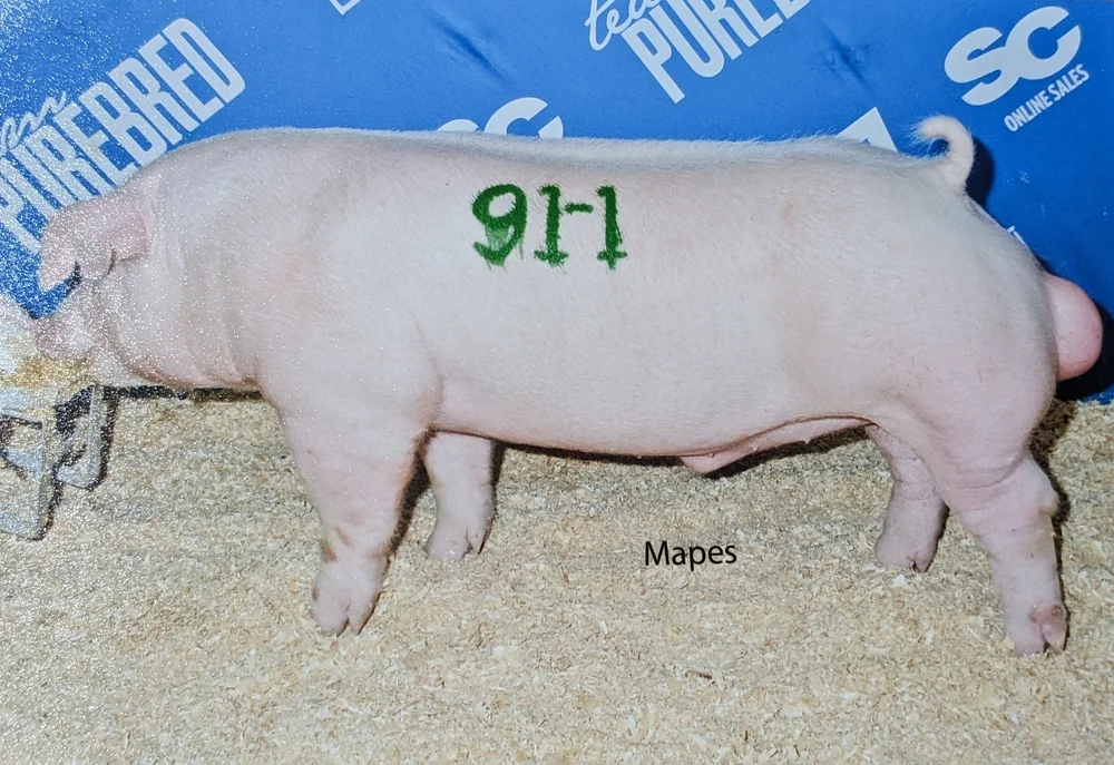 Chester White Pigs — Schmidt Swine