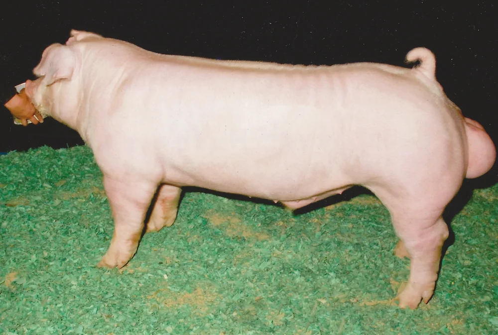 Chester White Pigs — Schmidt Swine
