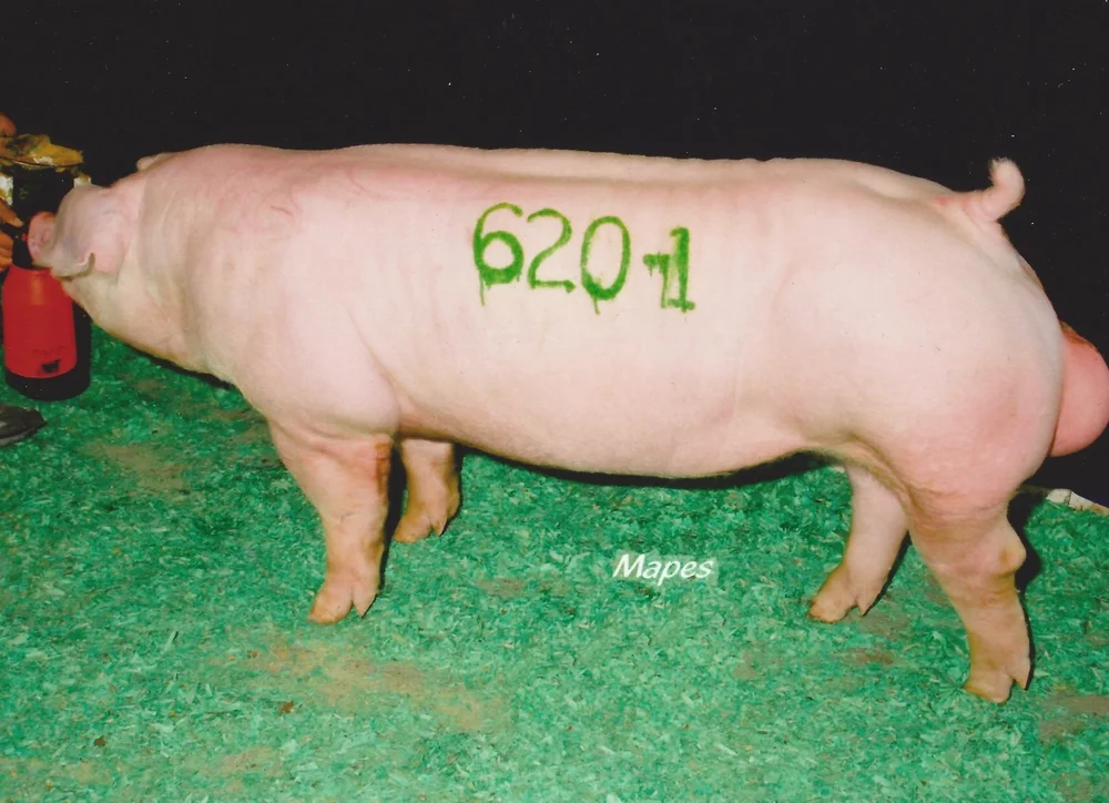 Chester White Pigs — Schmidt Swine