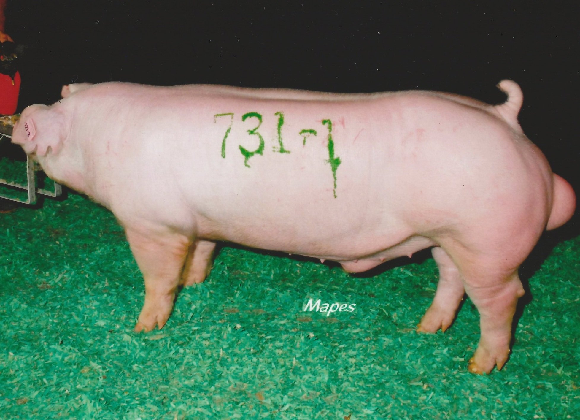 Chester White Pigs — Schmidt Swine