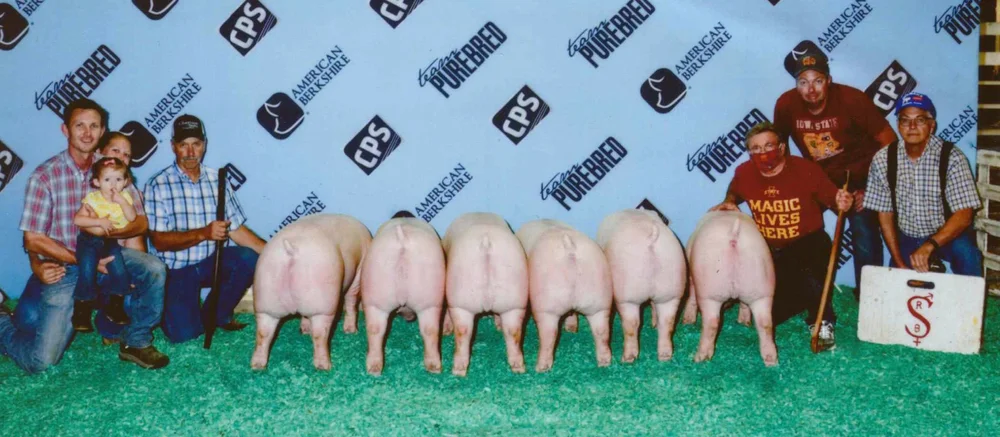 Chester White Pigs — Schmidt Swine