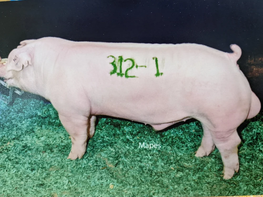 Chester White Pigs — Schmidt Swine