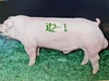 Chester White Pigs — Schmidt Swine