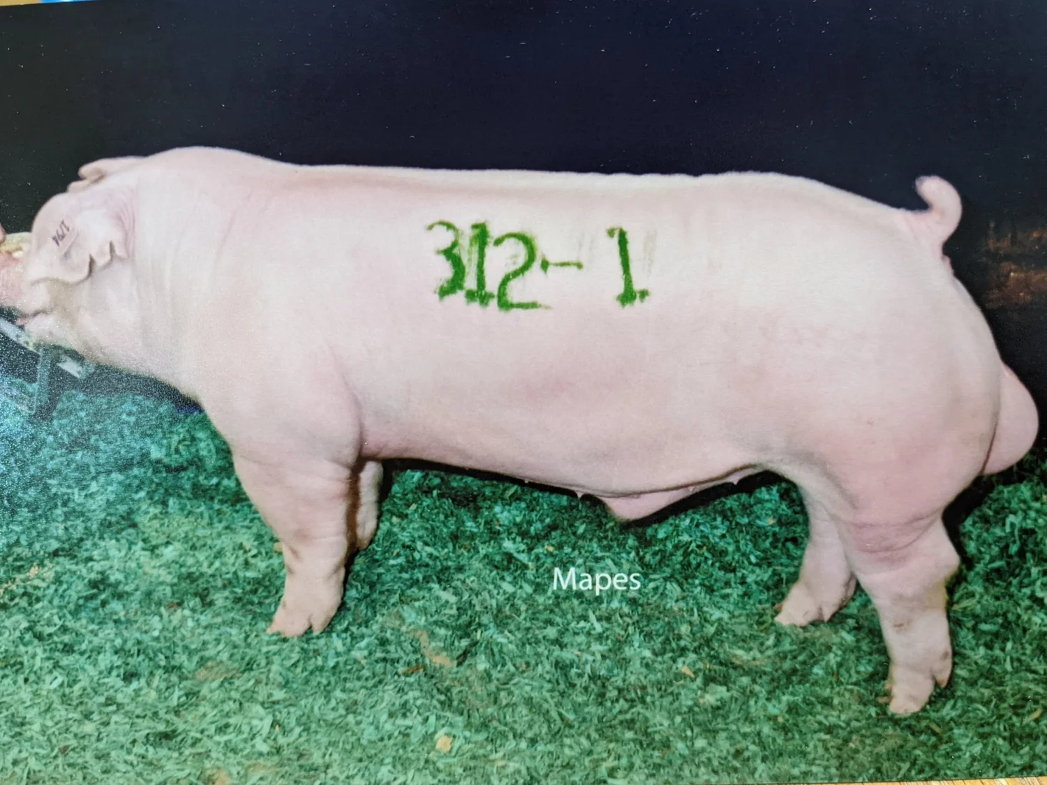 Chester White Pigs — Schmidt Swine