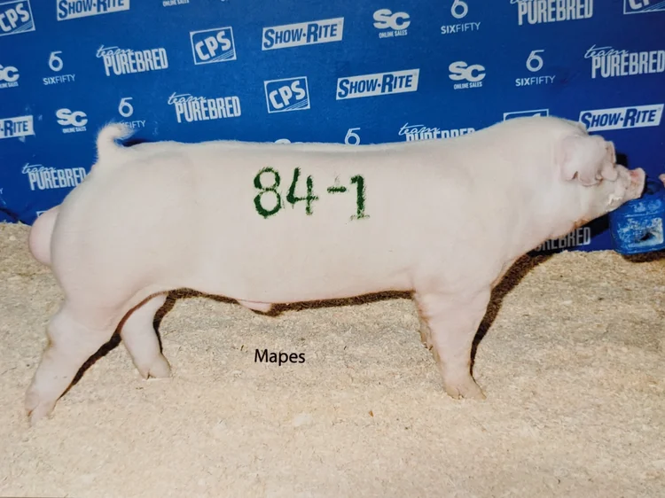 Chester White Pigs — Schmidt Swine
