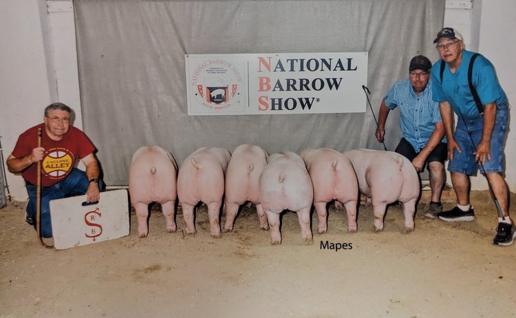 Chester White Pigs — Schmidt Swine