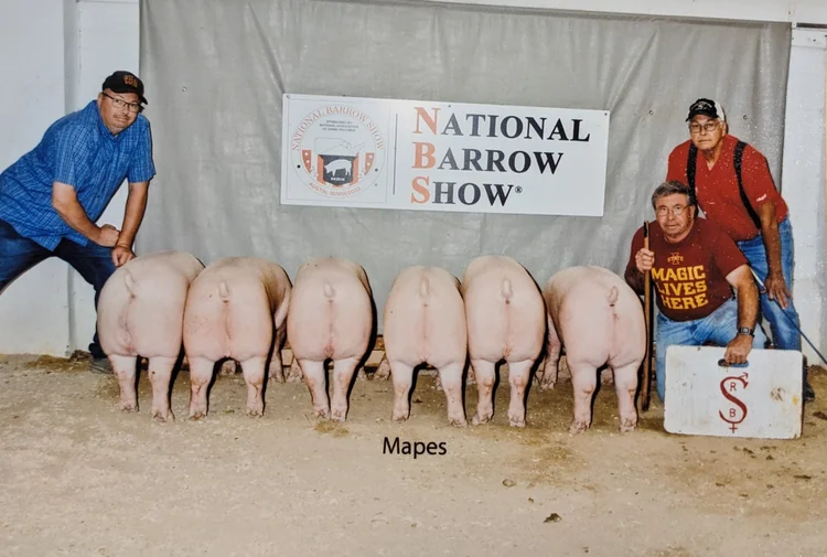 Chester White Pigs — Schmidt Swine