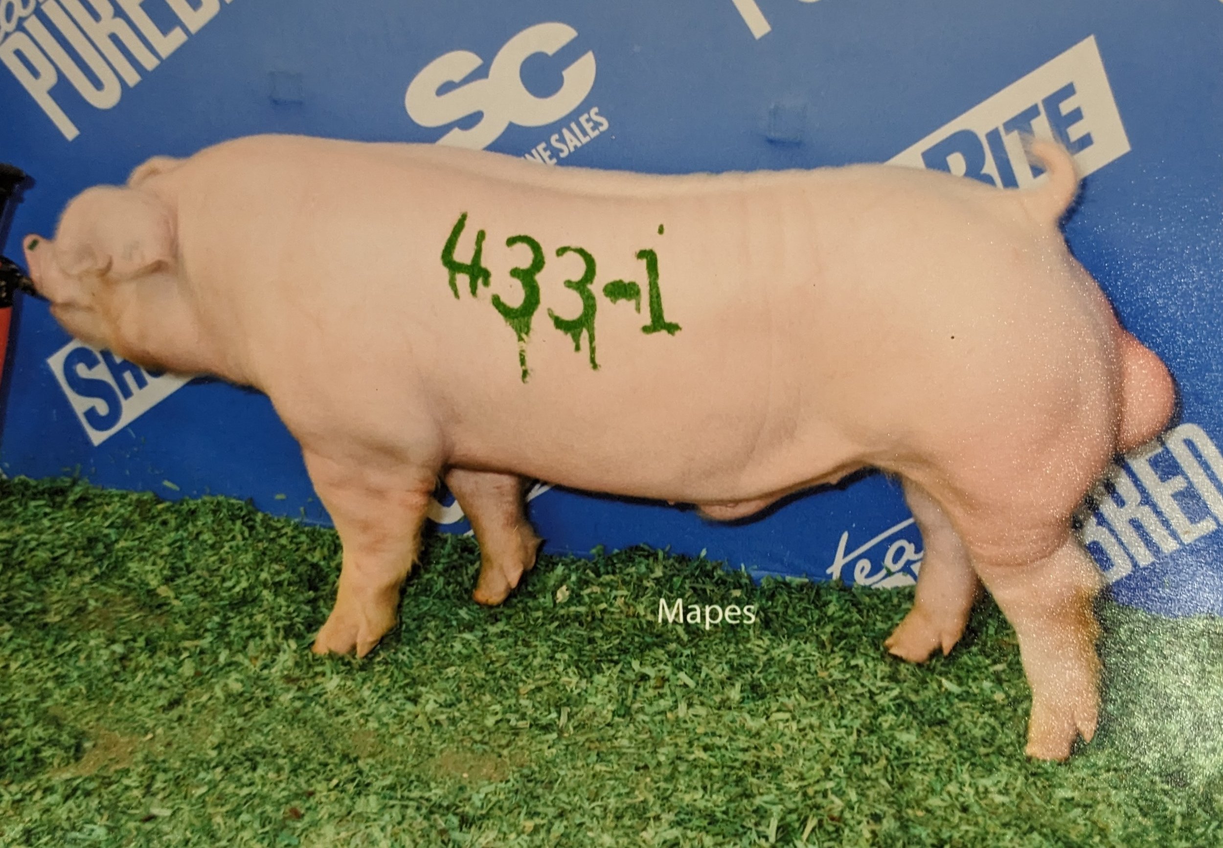 Chester White Pigs — Schmidt Swine