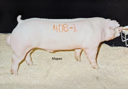 Chester White Pigs — Schmidt Swine