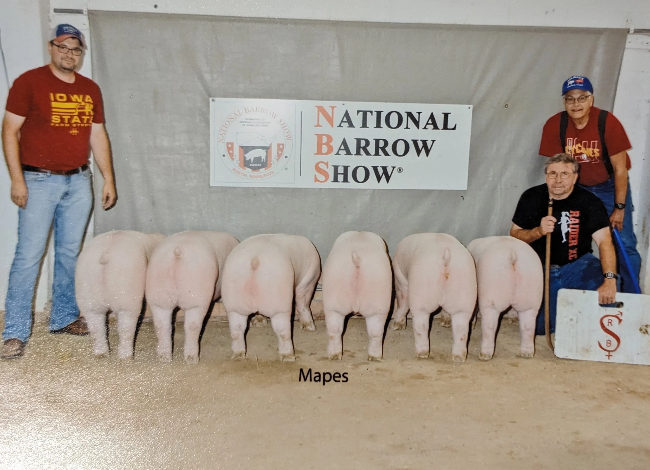 Chester White Pigs — Schmidt Swine