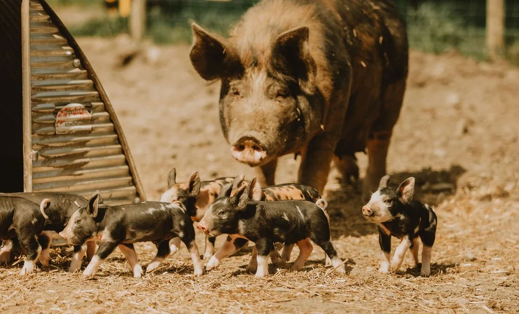Baldwin Farm