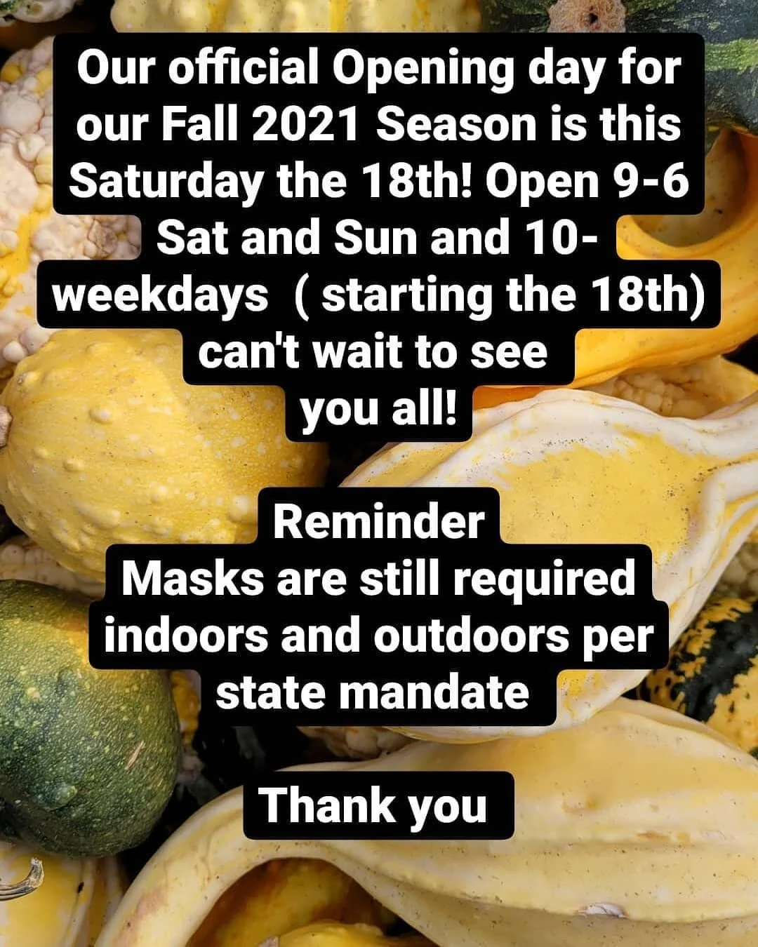 Wachlin Farms | Papa's Pumpkin Patch | Amy's Heirloom Vegetables | The ...