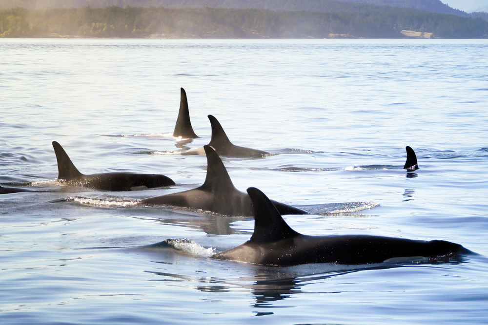 Orca Conservancy