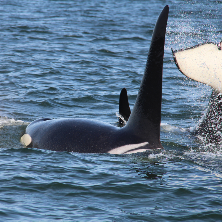 Orca Conservancy