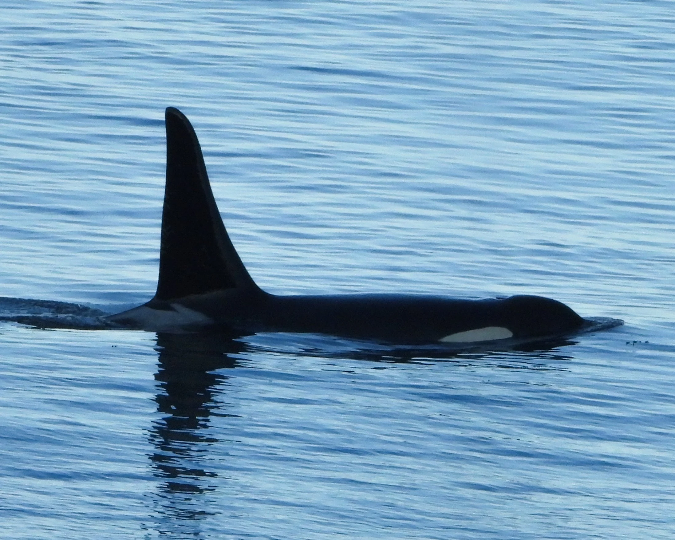 Meet the Southern Residents — Orca Conservancy