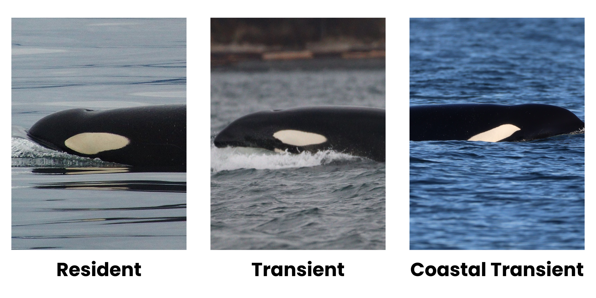 Learn — Orca Conservancy