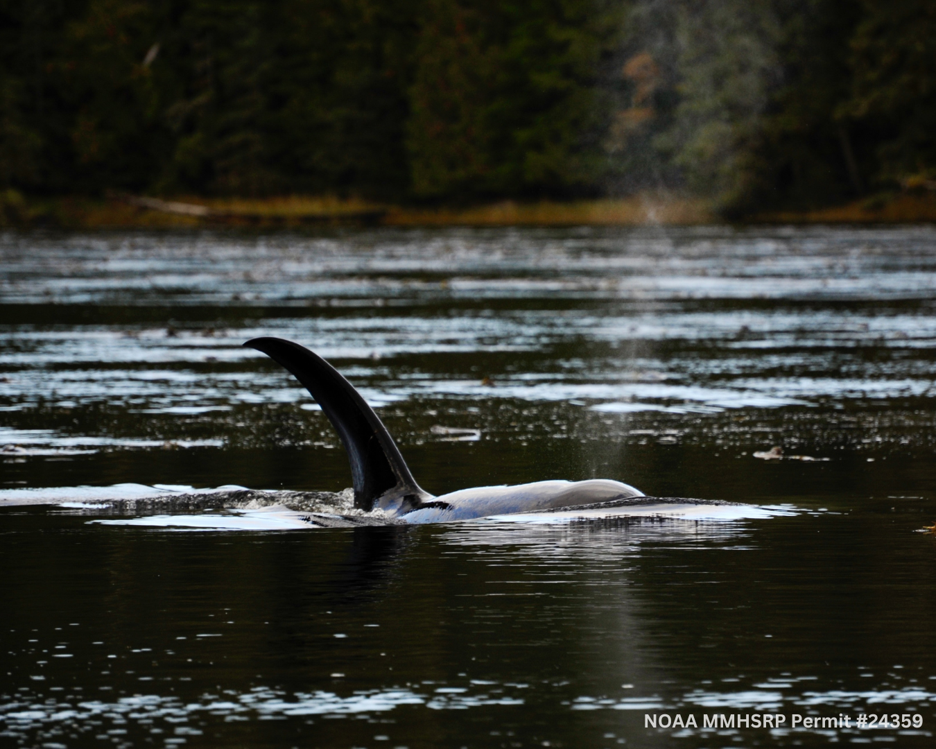 Two Orcas Freed from Barnes Lake — Orca Conservancy