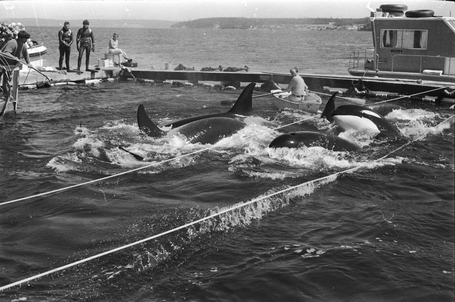 L Pod’s Historic Return to Penn Cove — Orca Conservancy