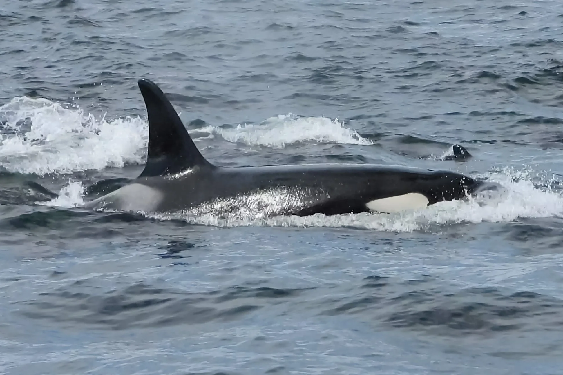 Meet the Southern Residents — Orca Conservancy