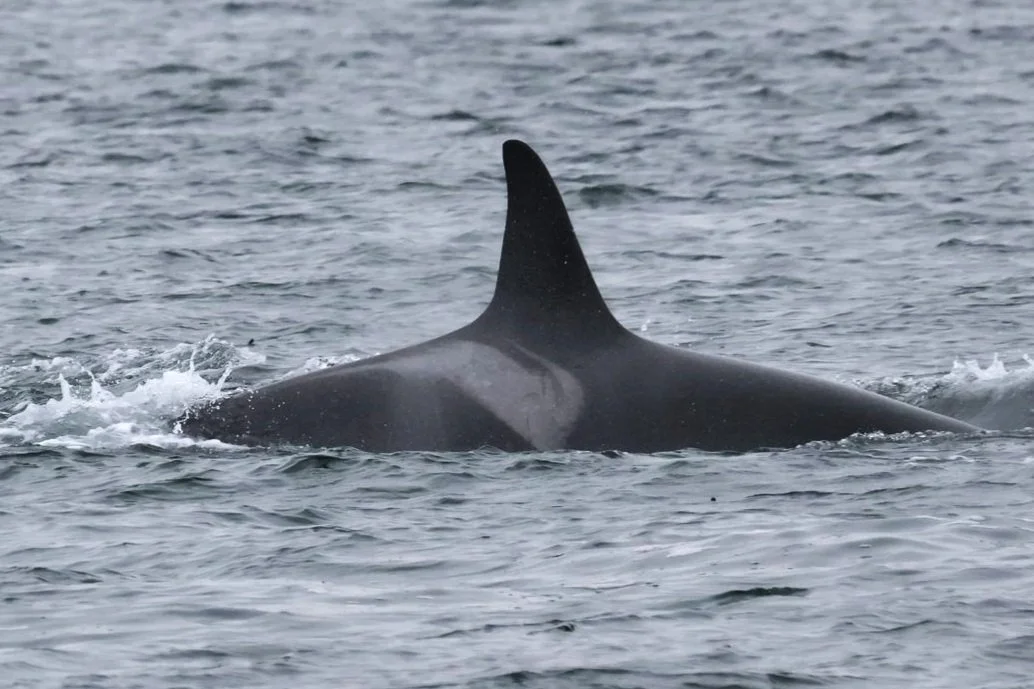 Meet the Southern Residents — Orca Conservancy