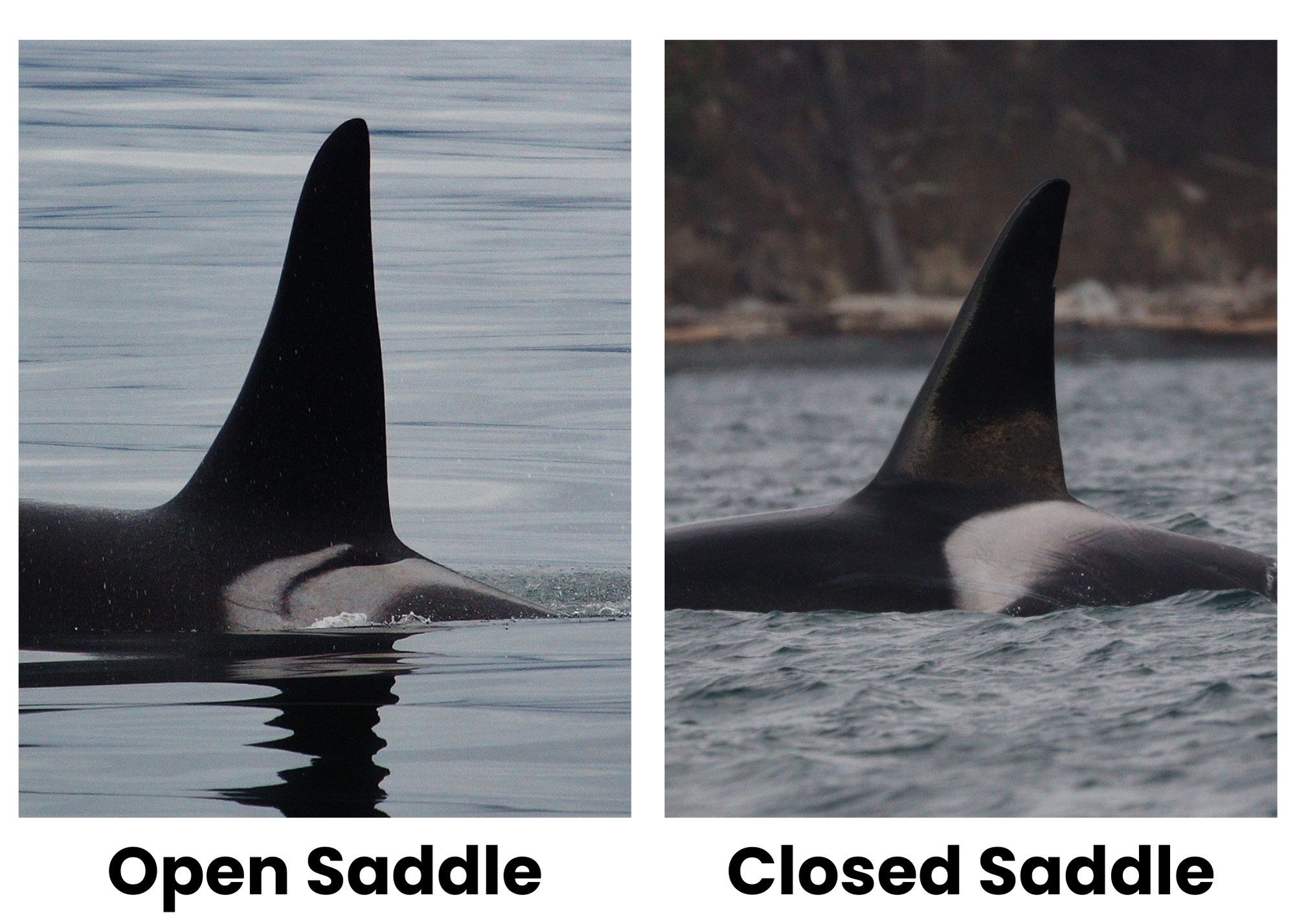 Learn — Orca Conservancy