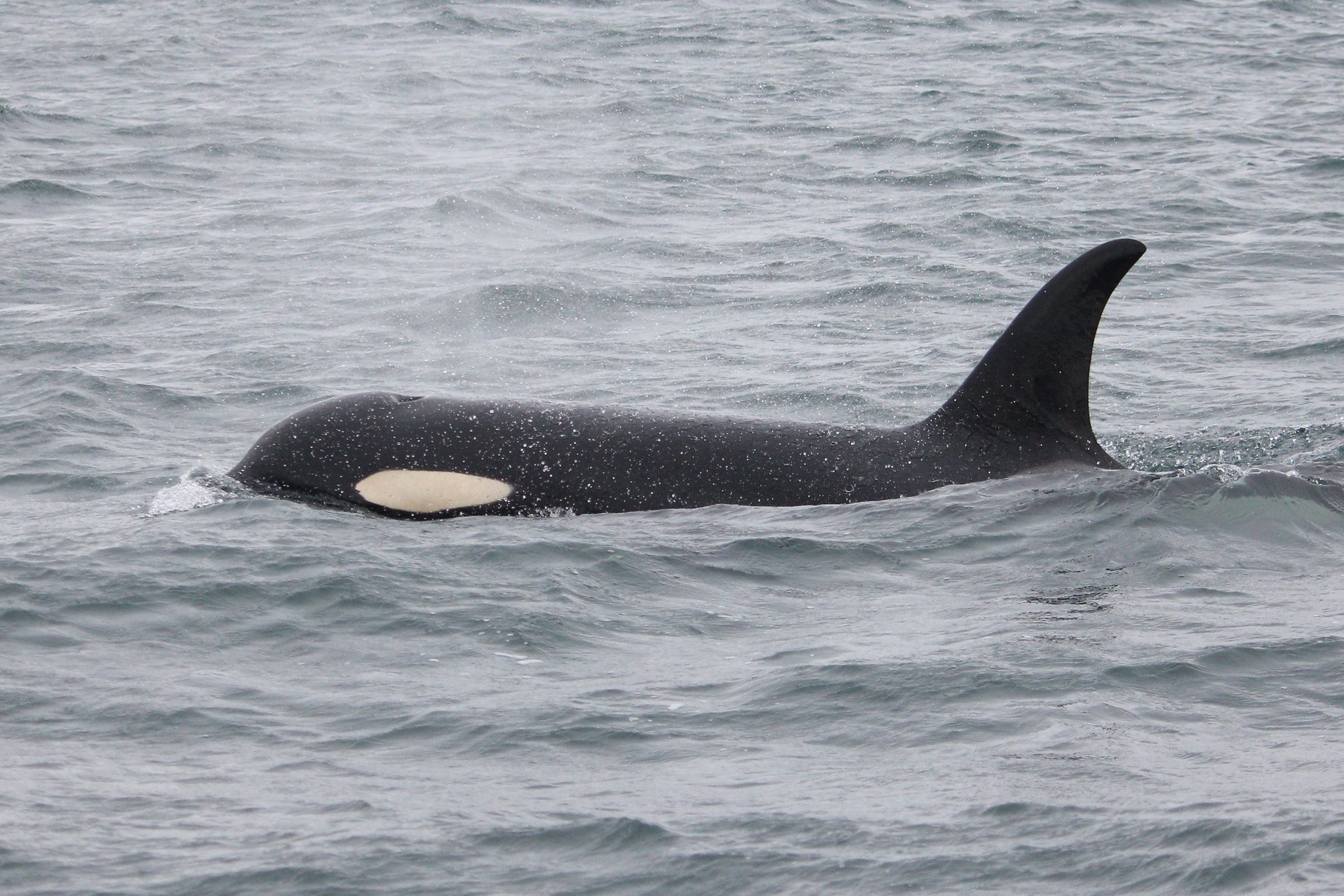 Meet the Southern Residents — Orca Conservancy
