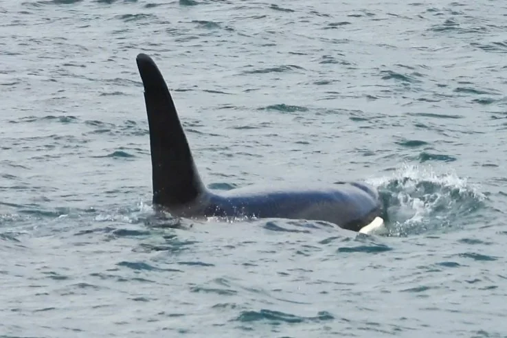 Transient Killer Whales — Orca Conservancy