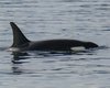 Meet the Southern Residents — Orca Conservancy