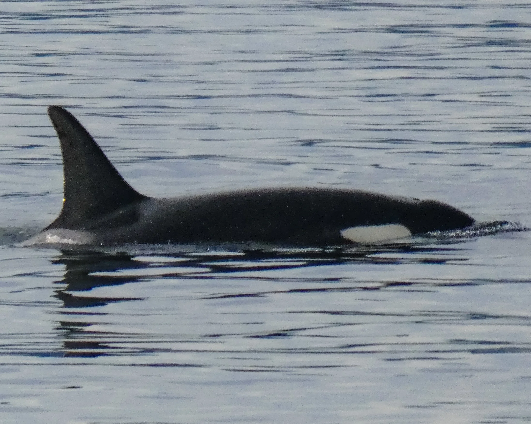 Meet the Southern Residents — Orca Conservancy
