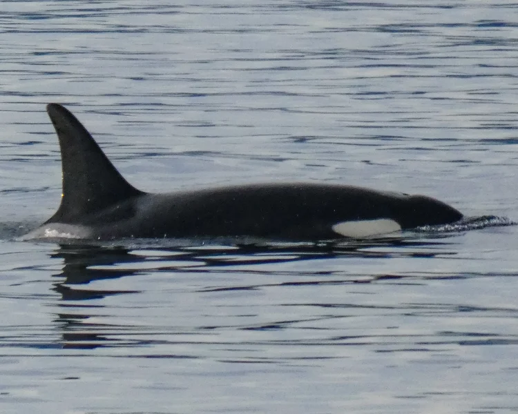 Meet the Southern Residents — Orca Conservancy