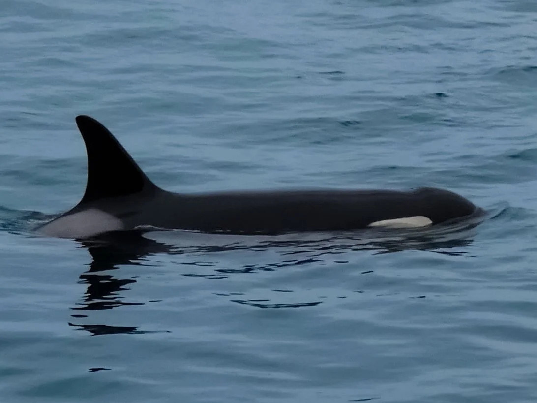 Meet the Southern Residents — Orca Conservancy