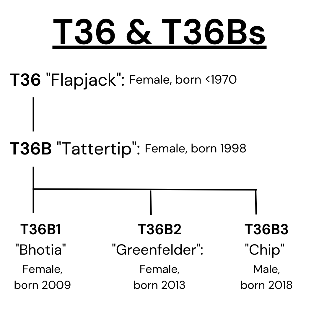 Transient Killer Whales — Orca Conservancy