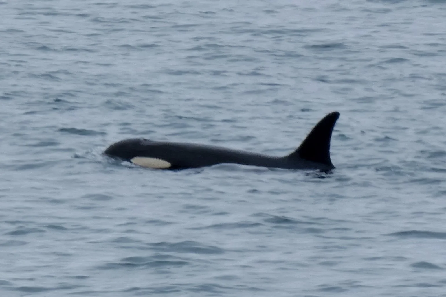 Meet the Southern Residents — Orca Conservancy