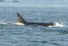 Transient Killer Whales — Orca Conservancy