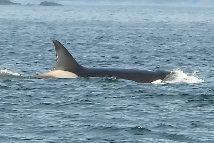 Transient Killer Whales — Orca Conservancy