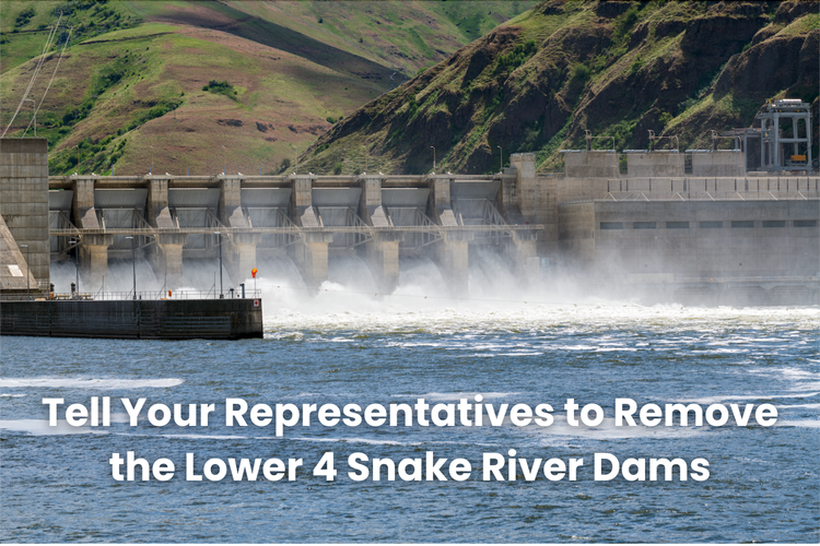 Take Action — Orca Conservancy