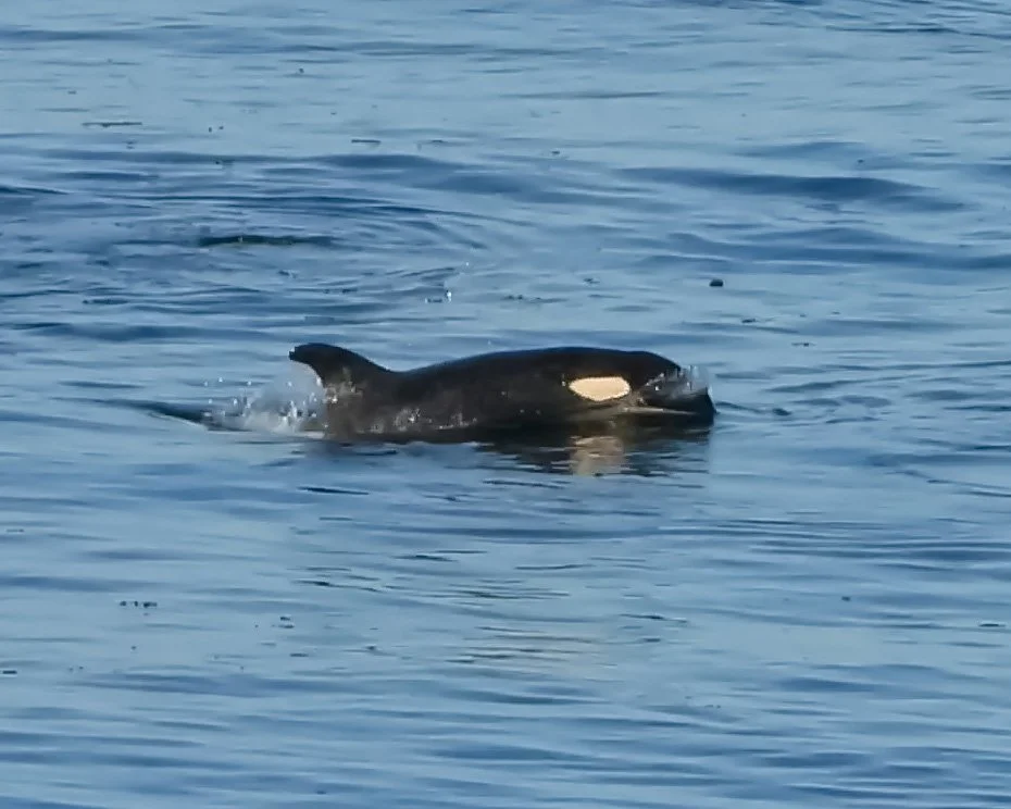 Meet the Southern Residents — Orca Conservancy