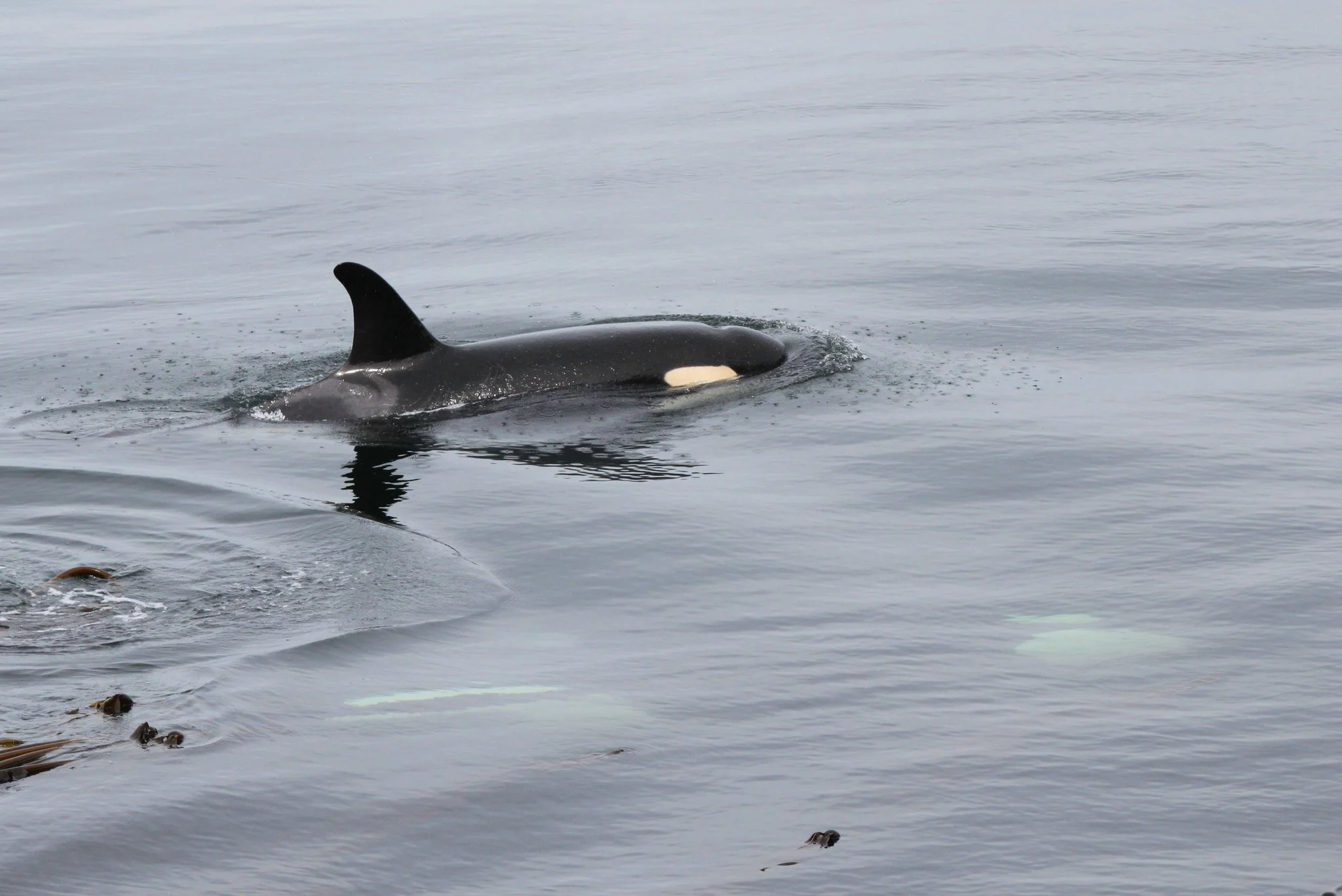 Meet the Southern Residents — Orca Conservancy