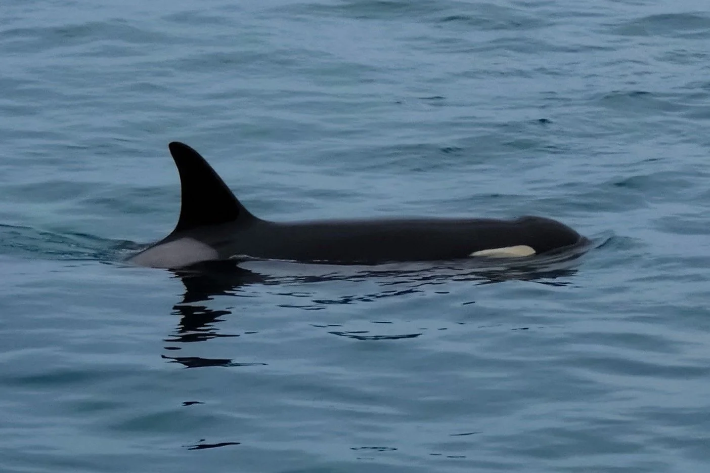 Meet the Southern Residents — Orca Conservancy